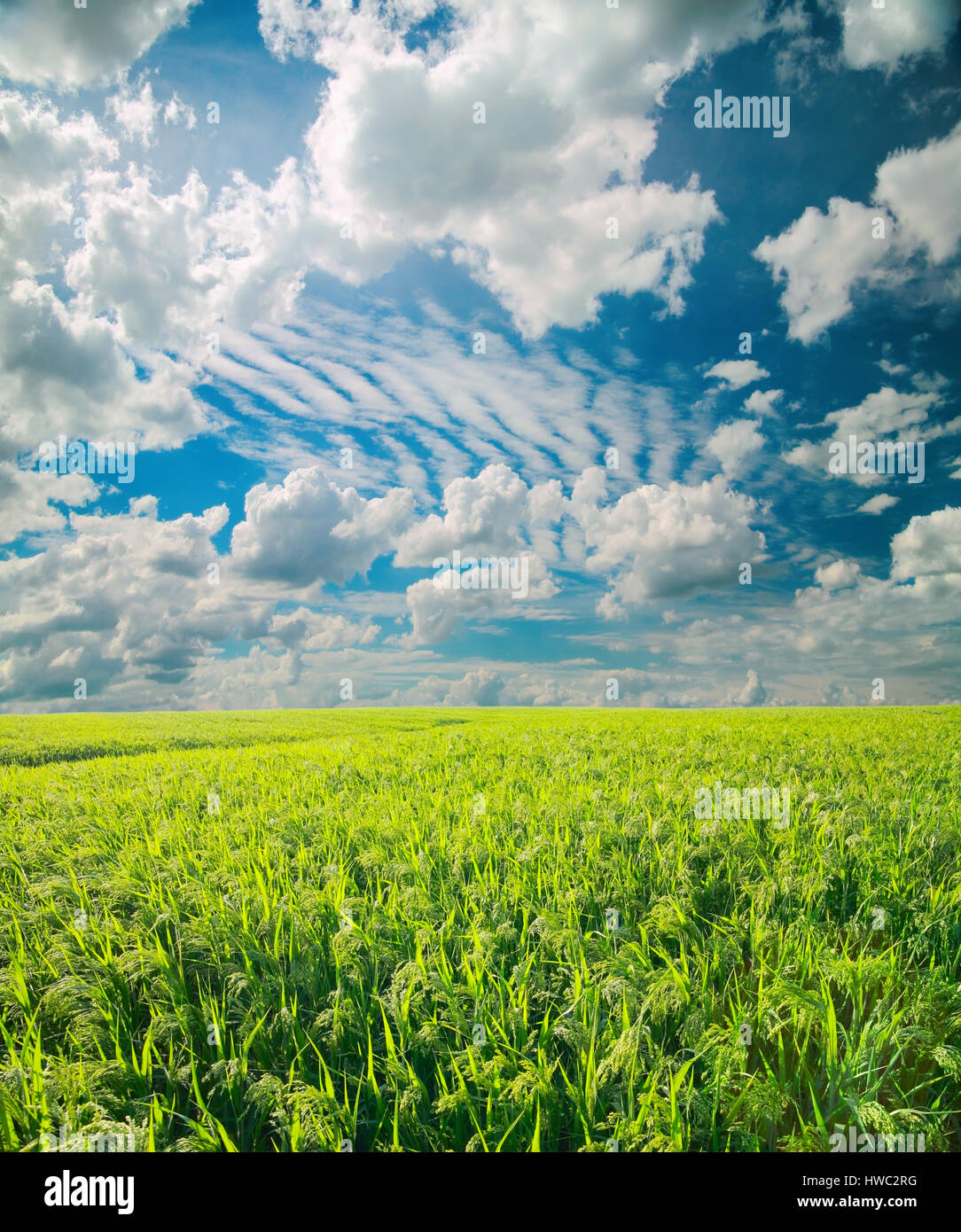 Millet field. Green field, agriculture landscape, field of millet on a ...