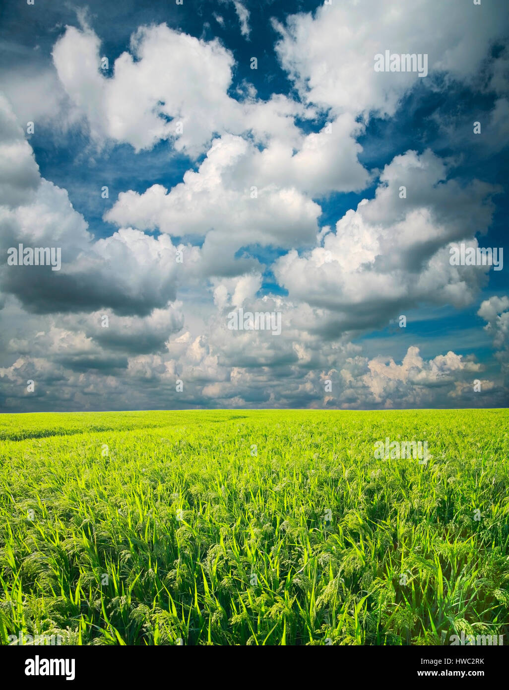 Millet field. Green field, agriculture landscape, field of millet on a ...