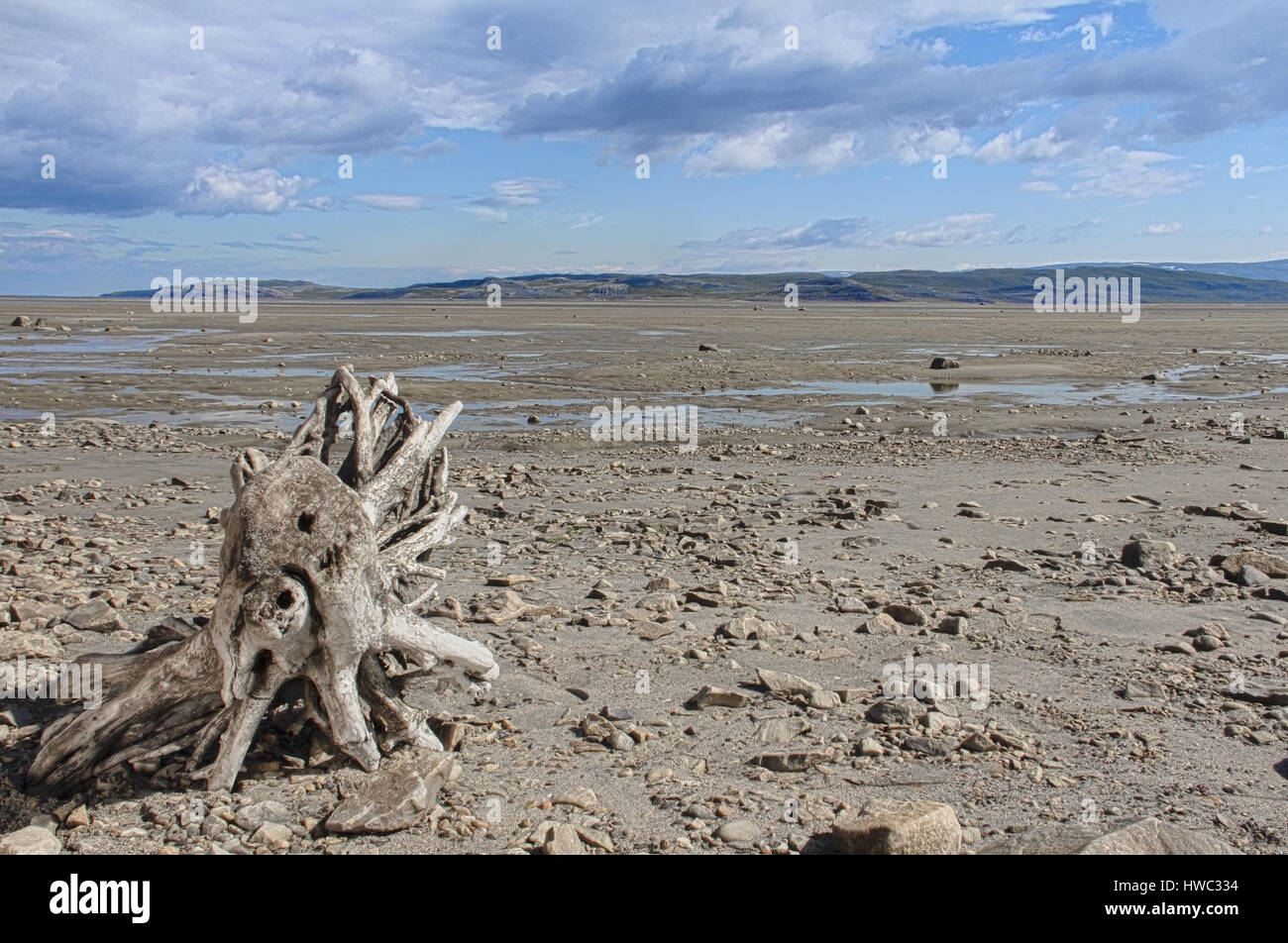 Summer arctic landscape with lake, mountains and dry tree root Stock ...
