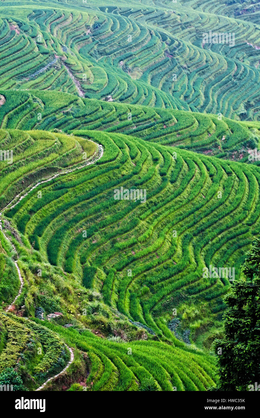 classic rice field in china Stock Photo - Alamy
