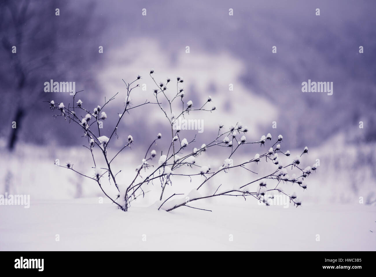 Flower under snow hi-res stock photography and images - Alamy