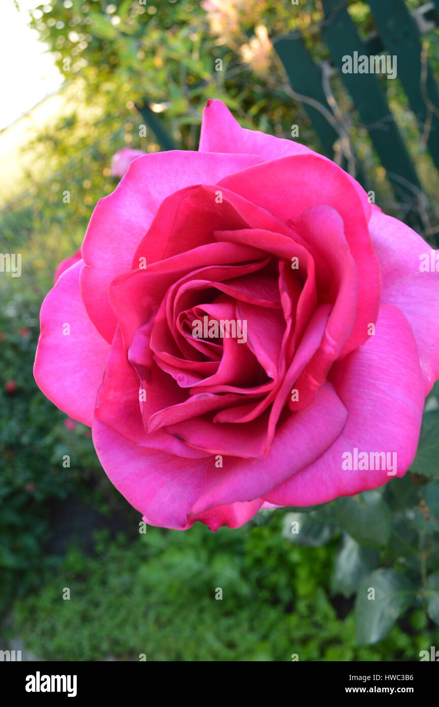A beautiful pink rose in a garden Stock Photo - Alamy