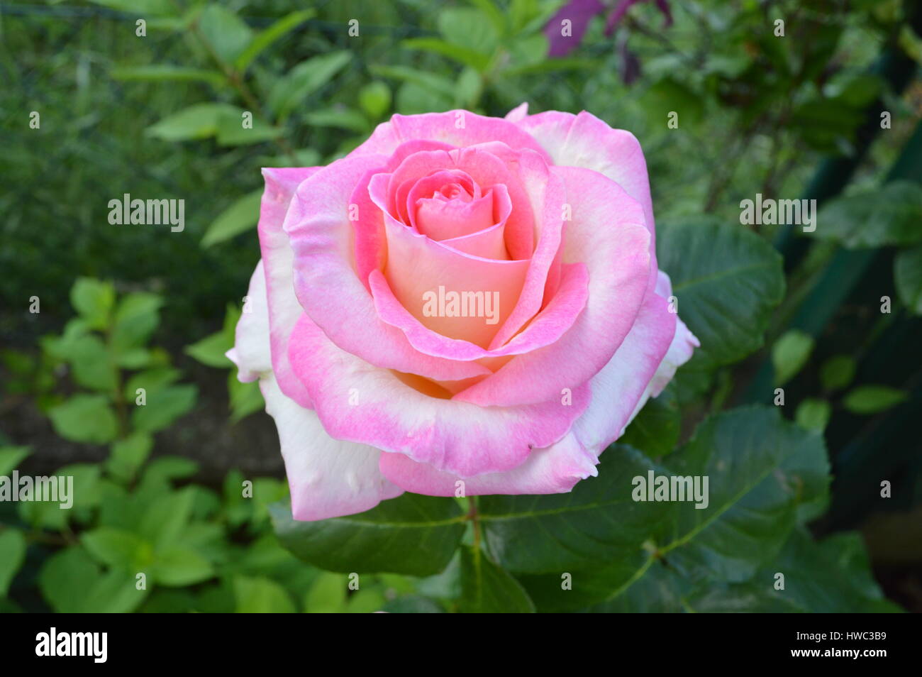 A beautiful pink rose in a garden Stock Photo - Alamy