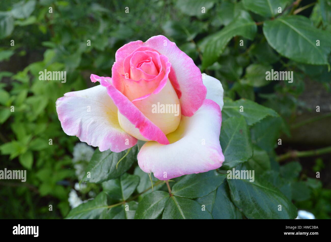 A beautiful pink rose in a garden Stock Photo - Alamy