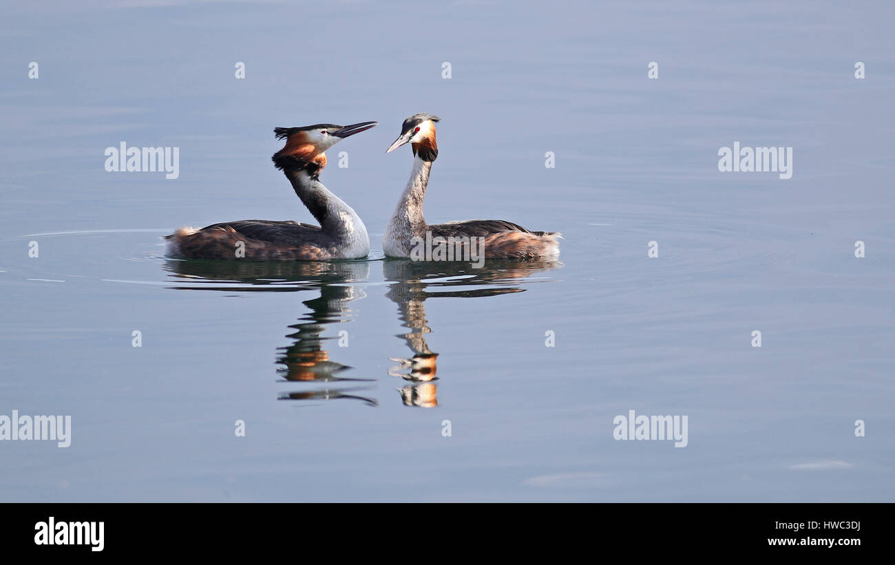Great crested grebes mating ritual dance Stock Photo - Alamy