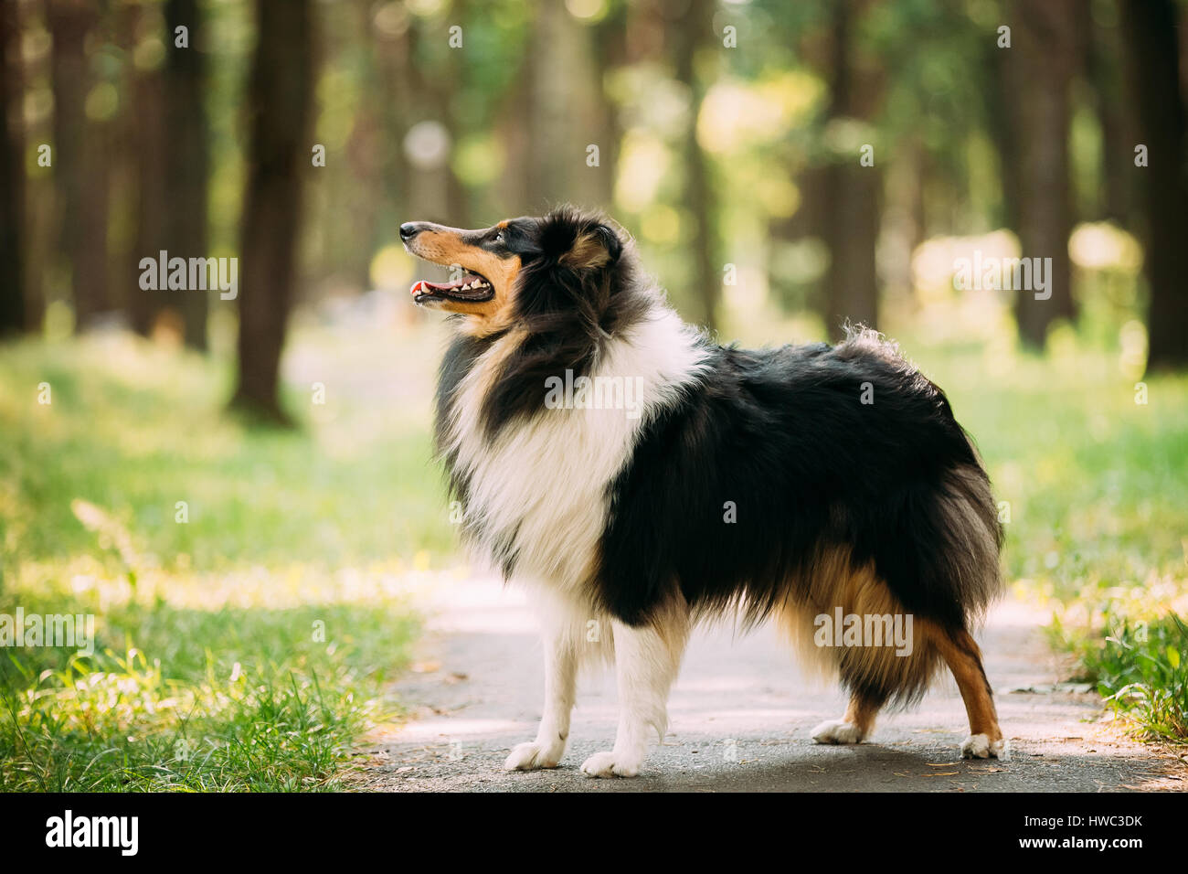 The Tricolor Rough Collie, Scottish Collie, Long-Haired Collie, English ...