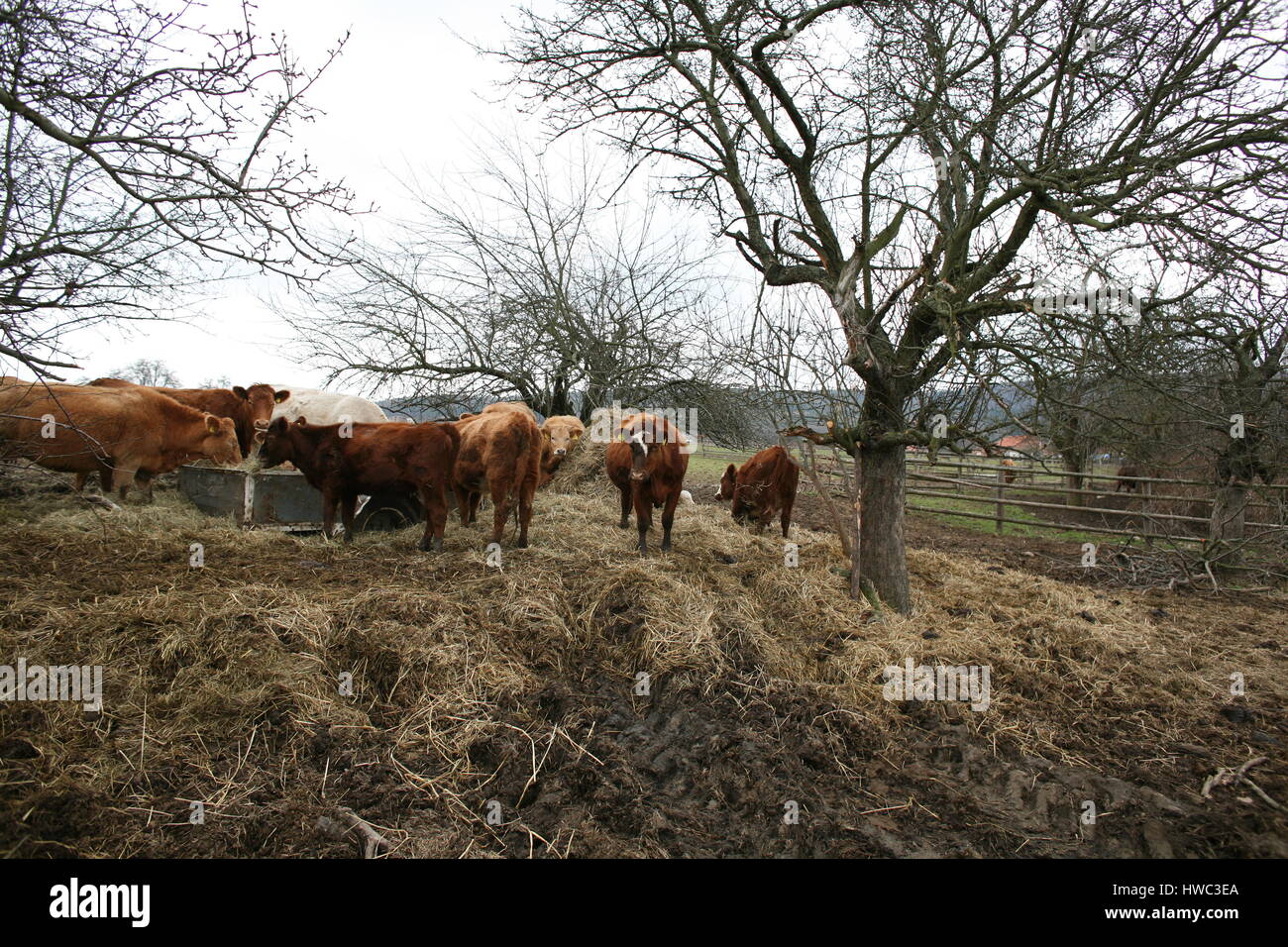 Milch cow hi-res stock photography and images - Alamy