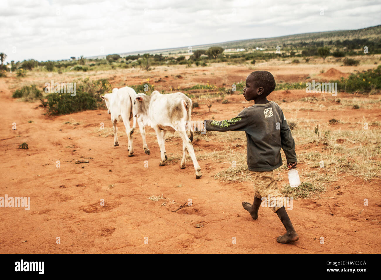Cows home hi-res stock photography and images - Alamy