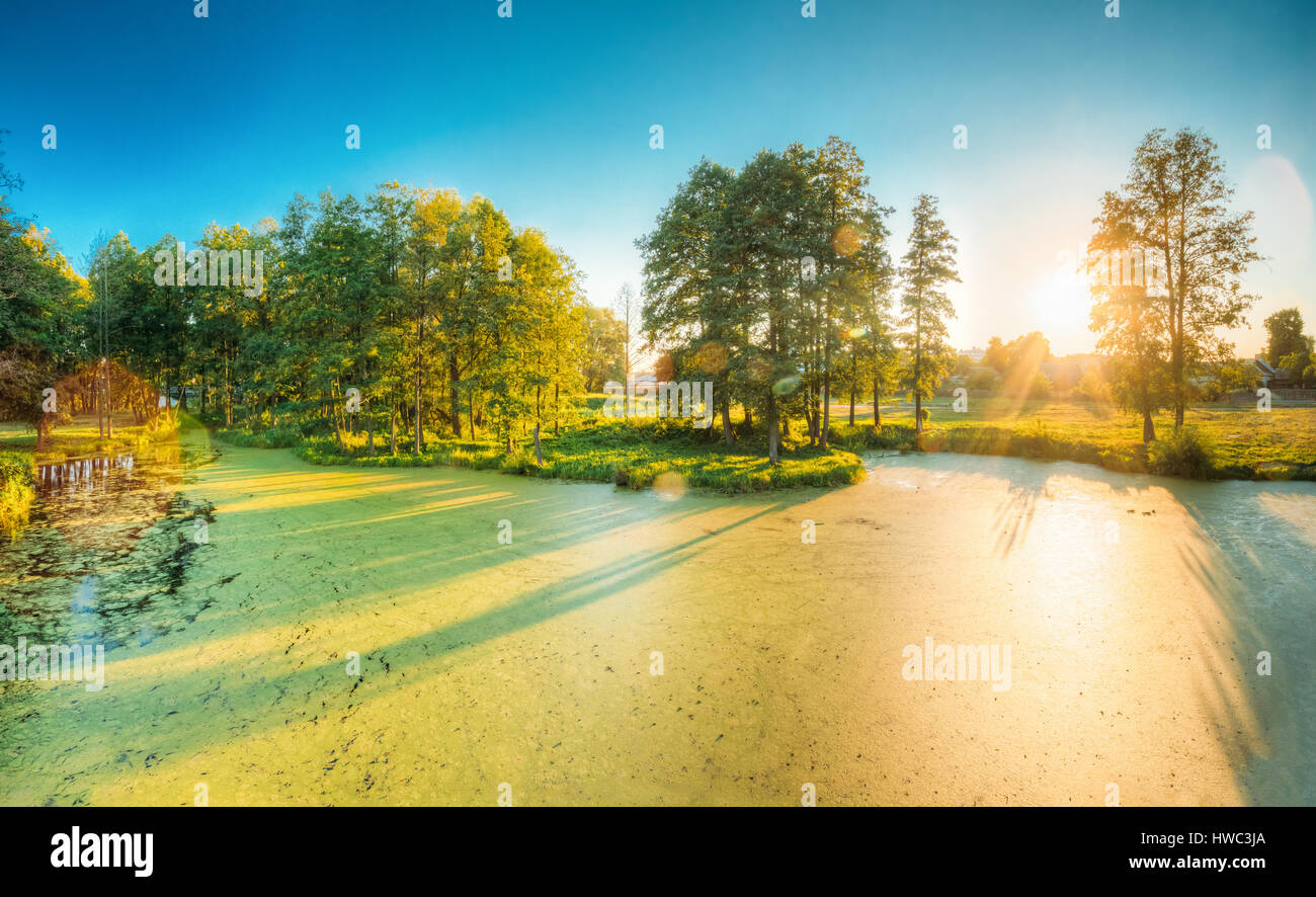 Landscape Of Summer Sunny Forest Woods And Wild Bog With Duckweed On ...