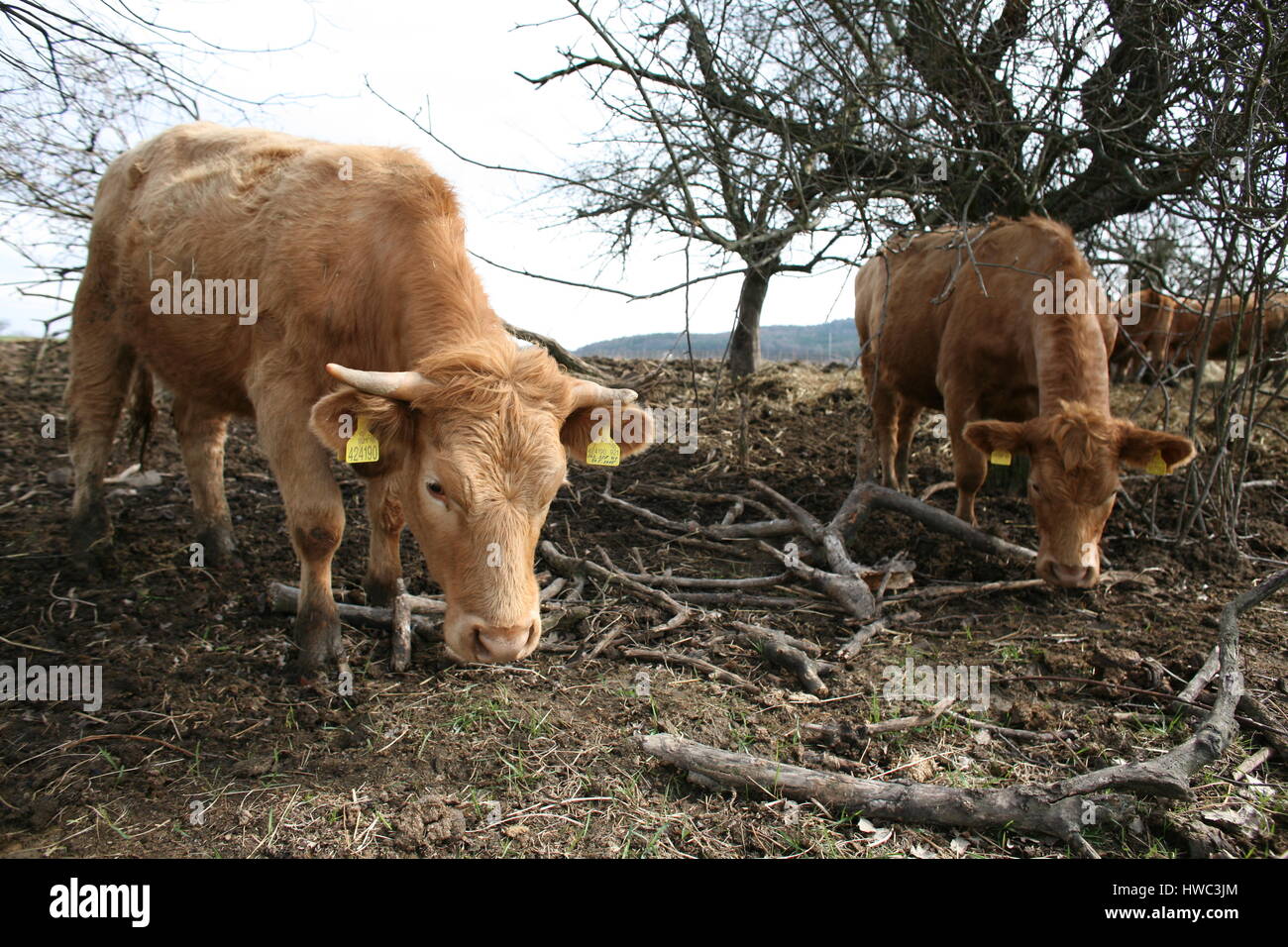 The milch cow hi-res stock photography and images - Alamy