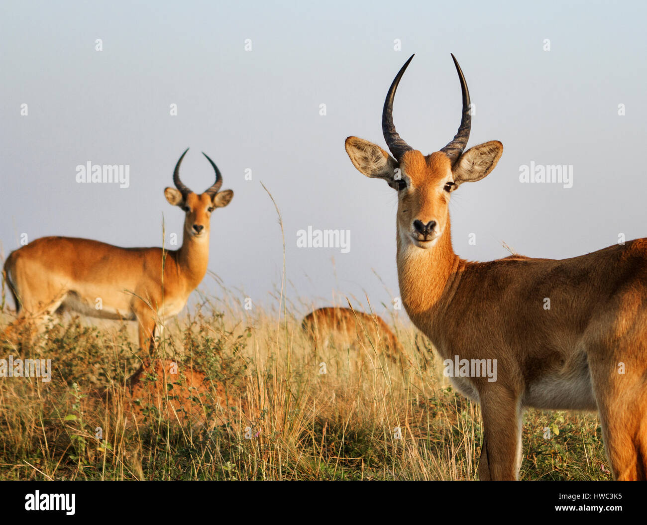 A Ugandan Kob at the Murchison Falls National Mark in Uganda, Africa ...