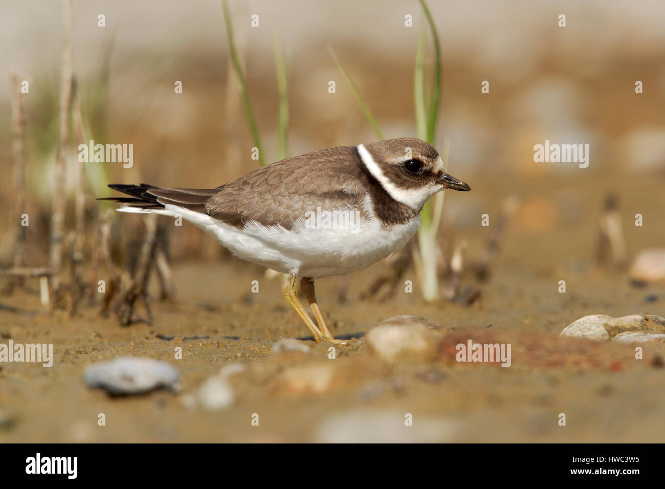 Ringed Plover, Charadrius hiaticula juvenile bird in winter plumage ...