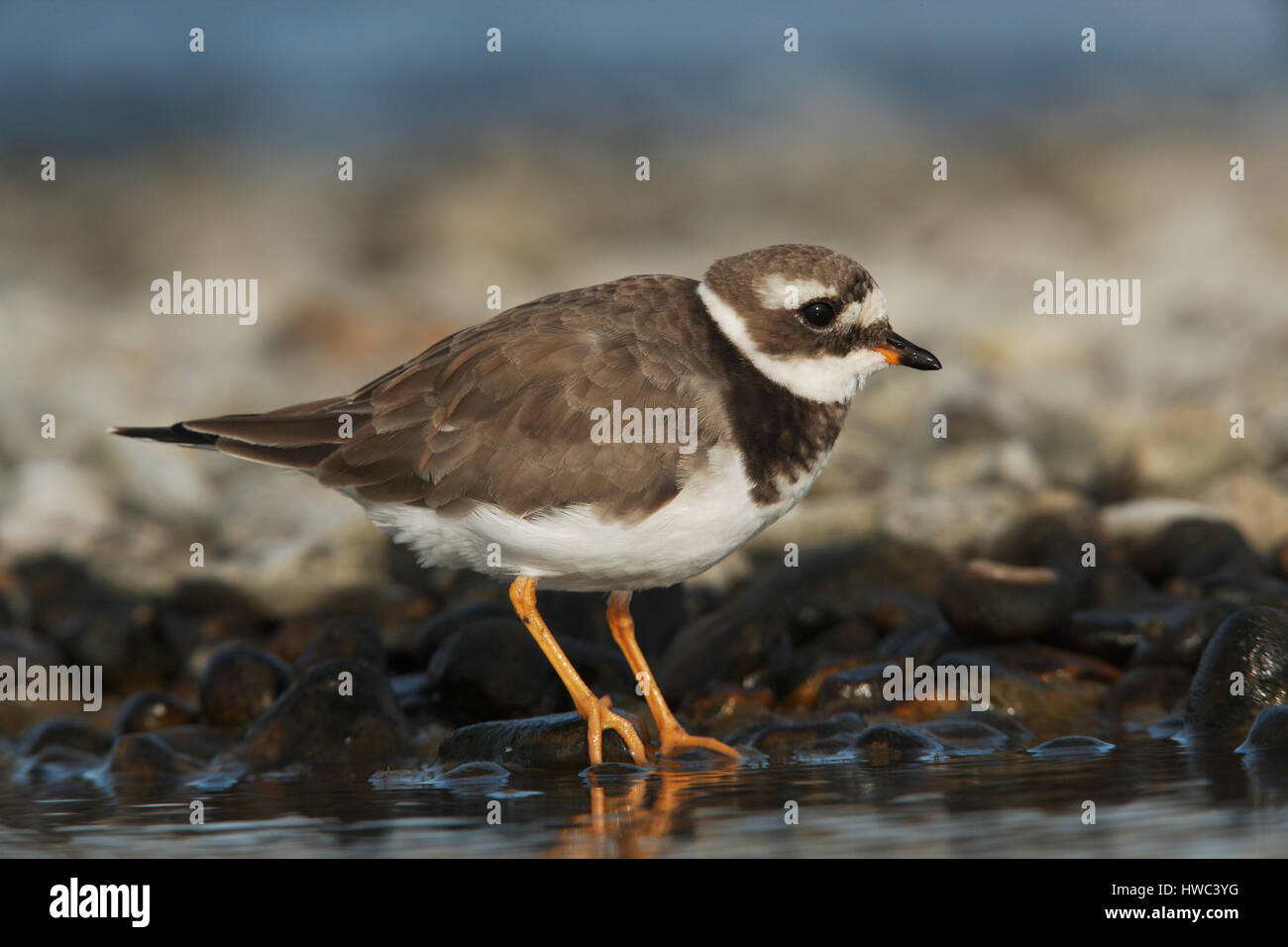 Juvenile grey plover hi-res stock photography and images - Alamy