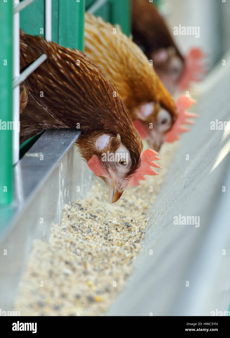 Three red hens in trough Stock Photo - Alamy