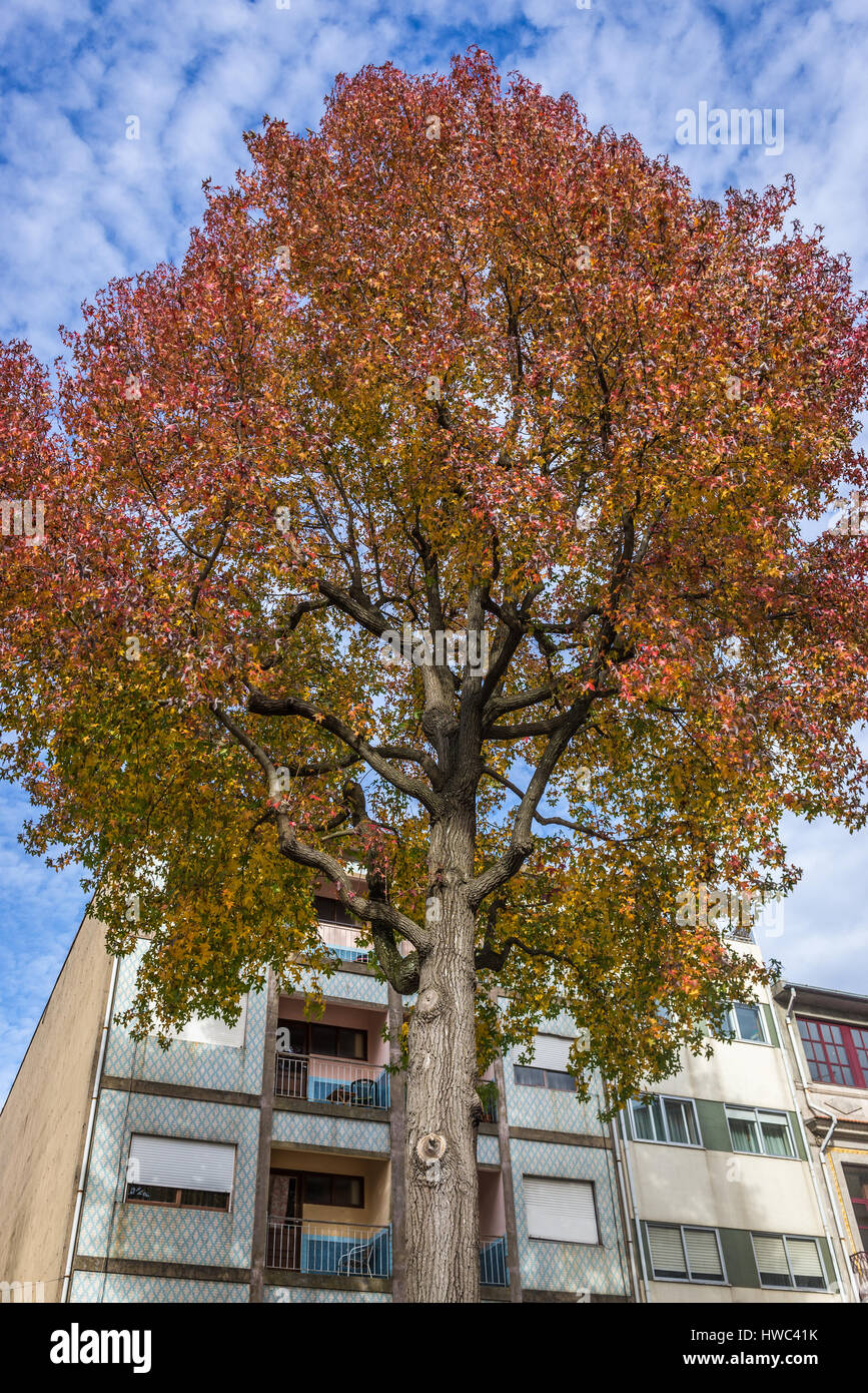 autumnal tree in Porto city on Iberian Peninsula, second largest city ...