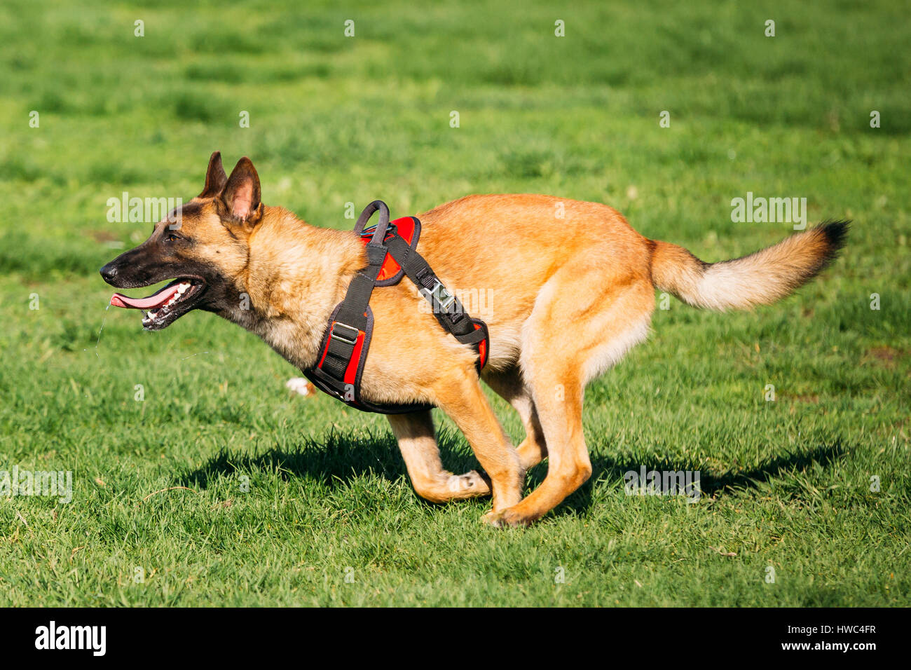 Malinois Dog Fast Running Outdoors In Green Summer Grass At Training ...