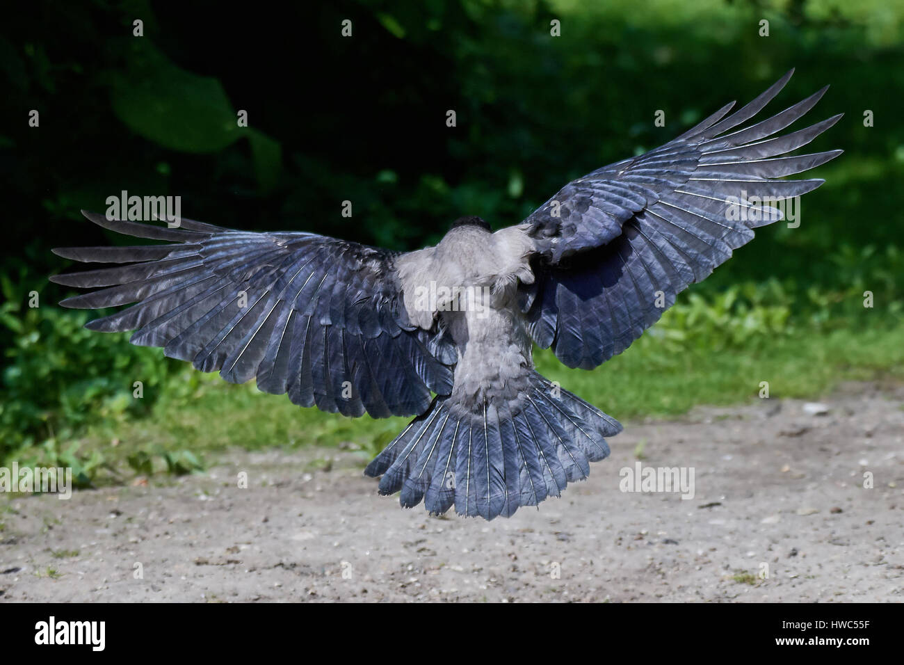 Hooded crow in flight, with open wings seen from the back Stock Photo ...