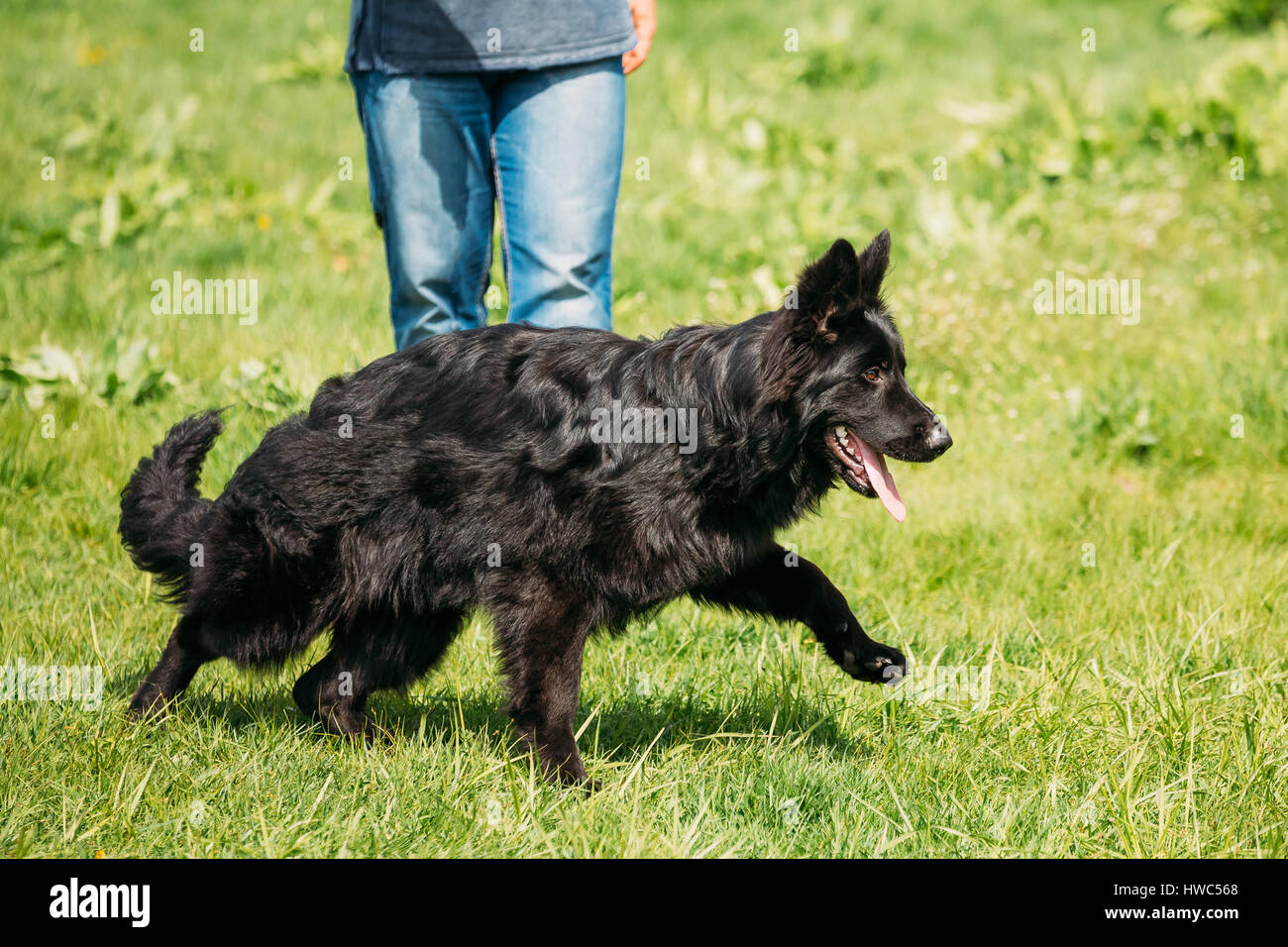 Beautiful Young Black German Shepherd Dog Walking On Green Grass ...
