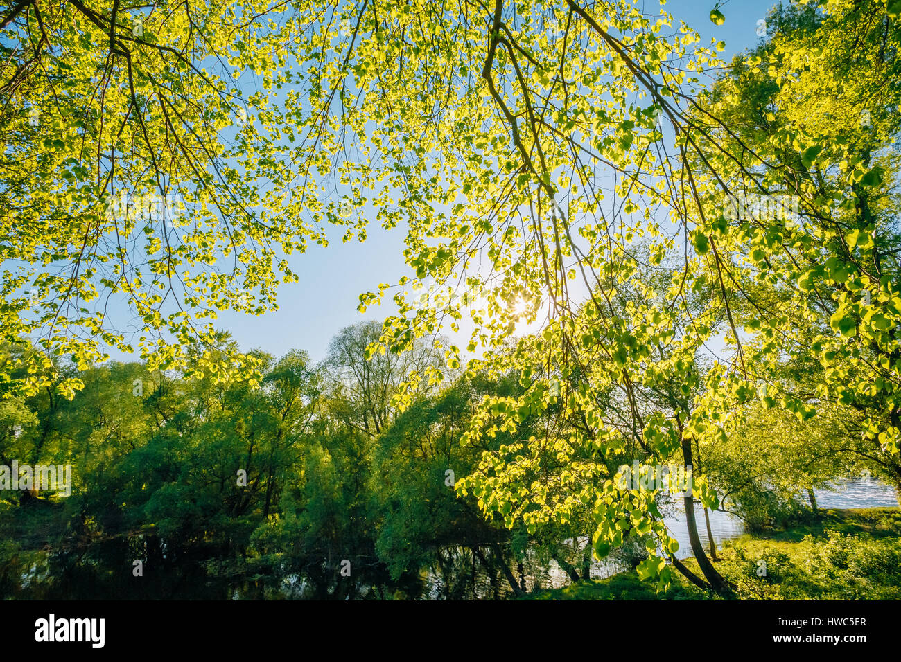 Spring Canopy Of Tree. Deciduous Forest, Summer Nature At Sunny Day ...