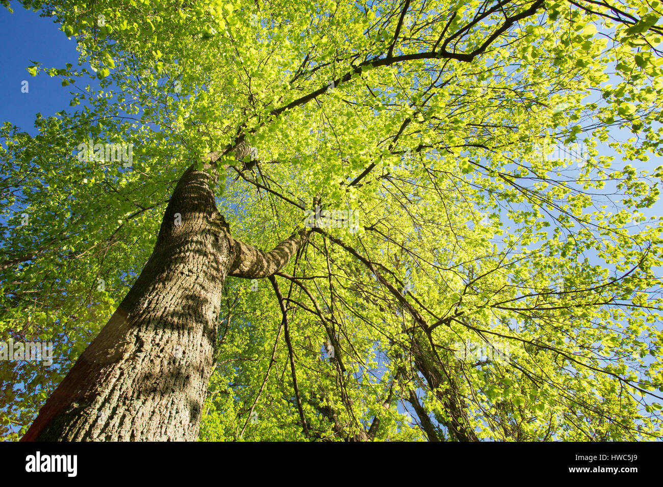 Spring Canopy Of Tall Tree. Deciduous Forest, Summer Nature At Sunny ...