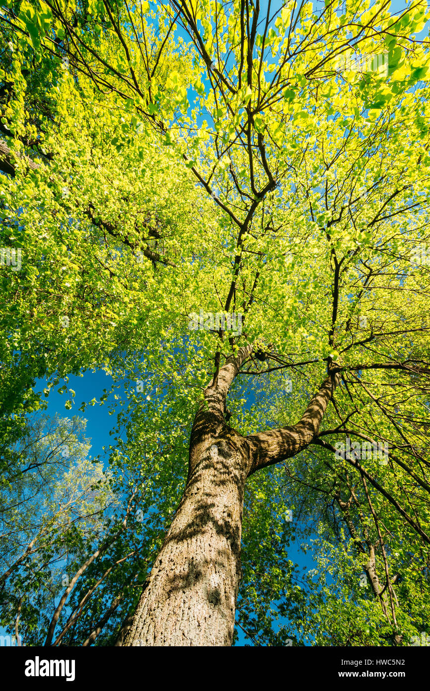 Spring Canopy Of Tall Tree. Deciduous Forest, Summer Nature At Sunny ...