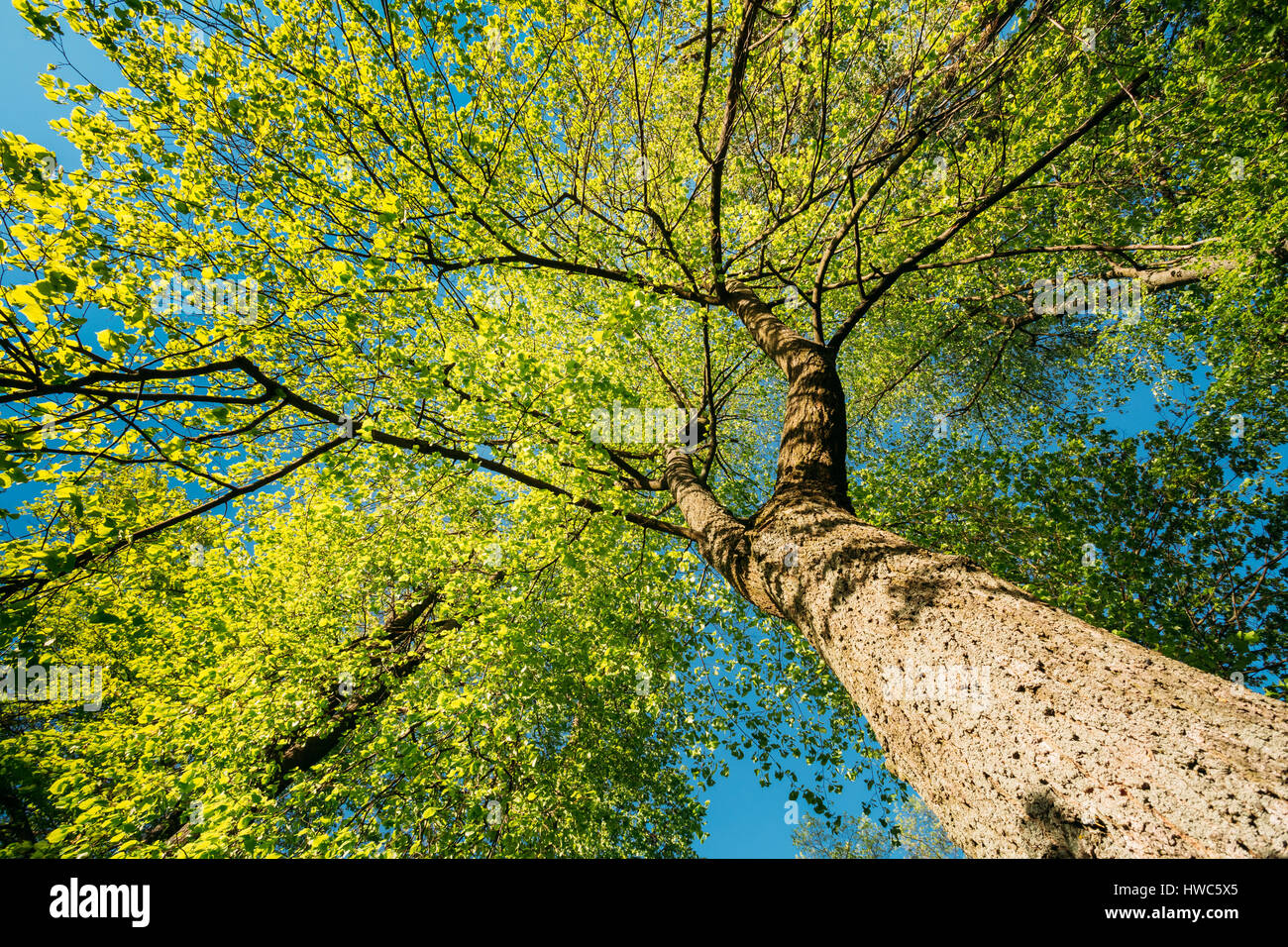 Spring Canopy Of Tall Tree. Deciduous Forest, Summer Nature At Sunny ...