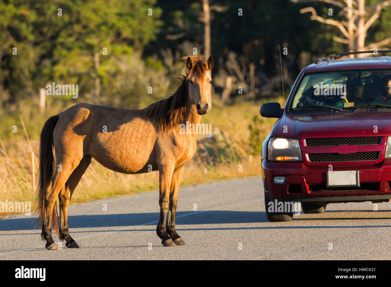 Animal blocking road hi-res stock photography and images - Alamy