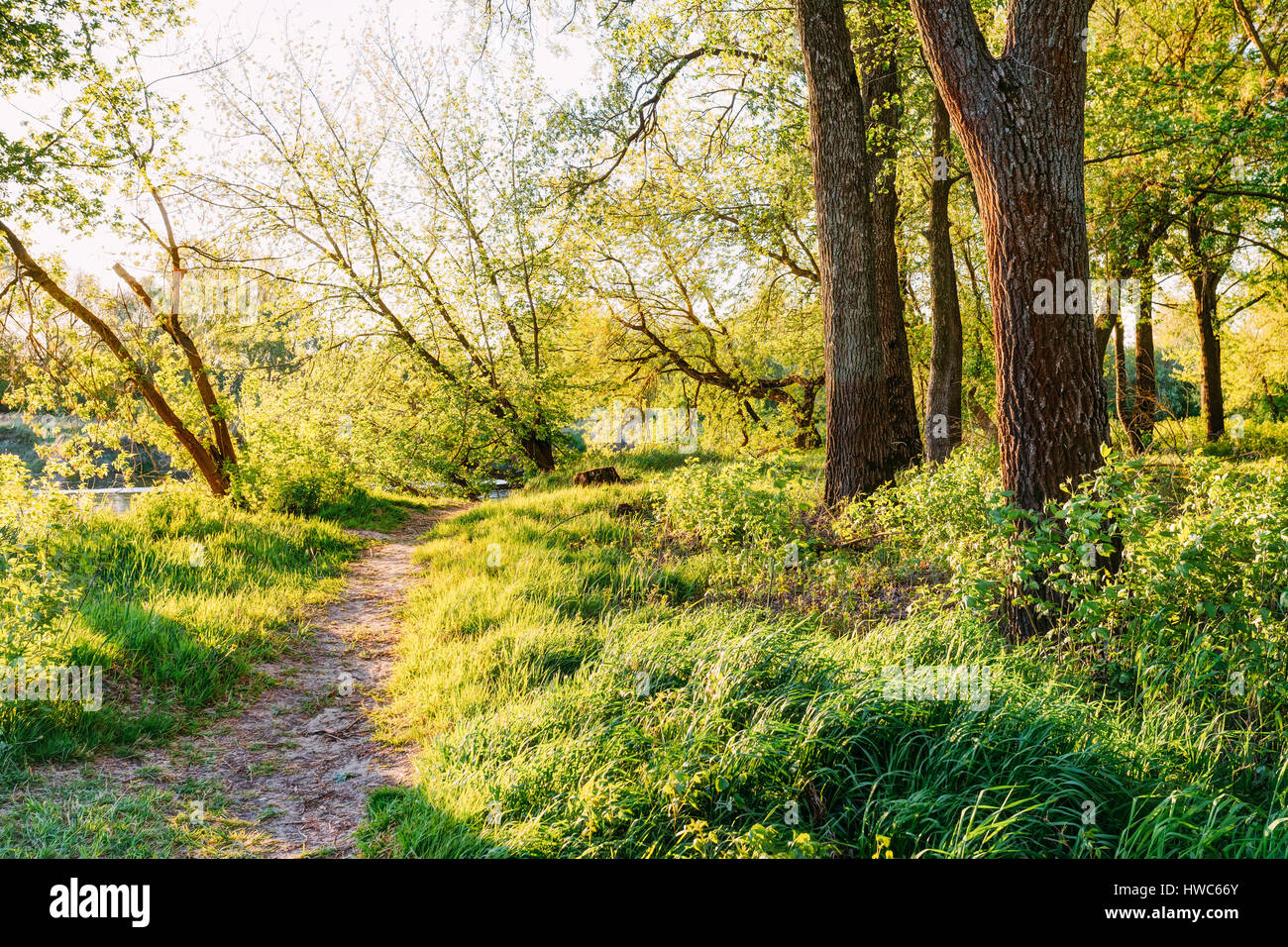 Path Way Through Park Summer Woods Near River Or Lake At Spring Sunset ...