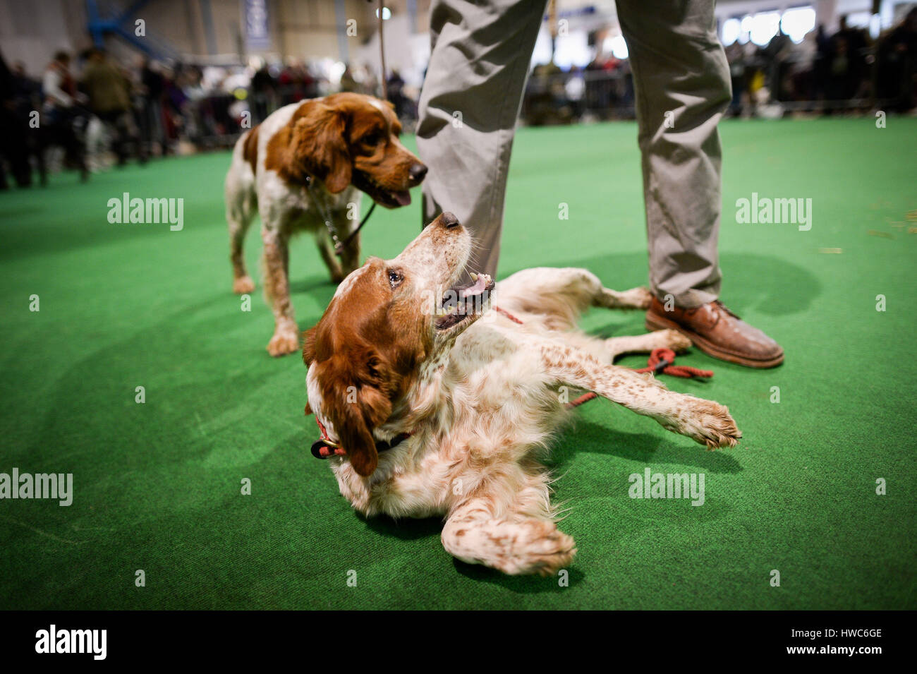 Working Brittany dogs Scoundrel (front) and Toby (rear) in the ring ...