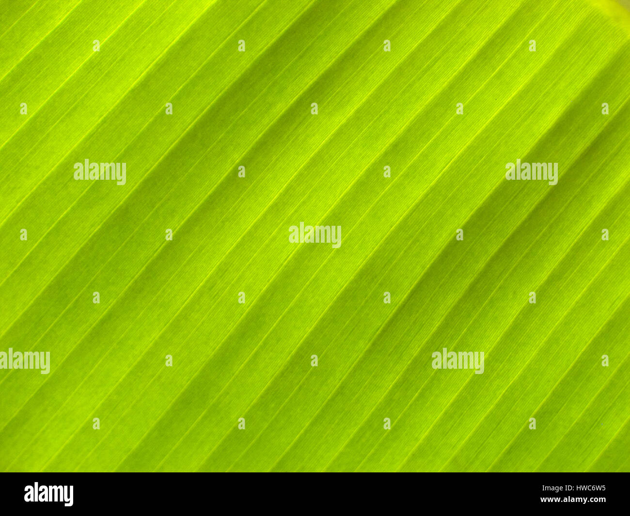 Parallel lines nature hi-res stock photography and images - Alamy
