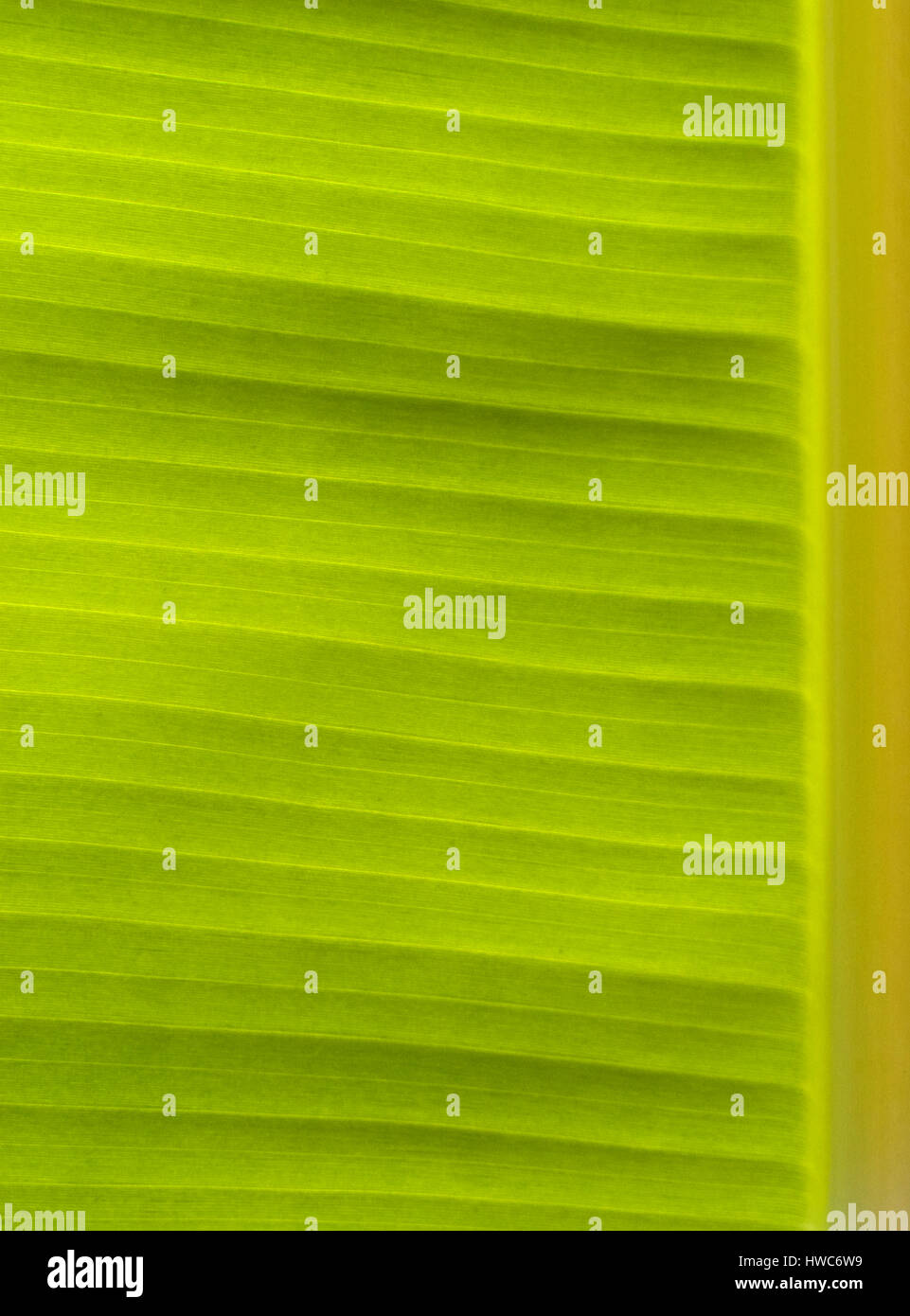 Parallel lines nature hi-res stock photography and images - Alamy