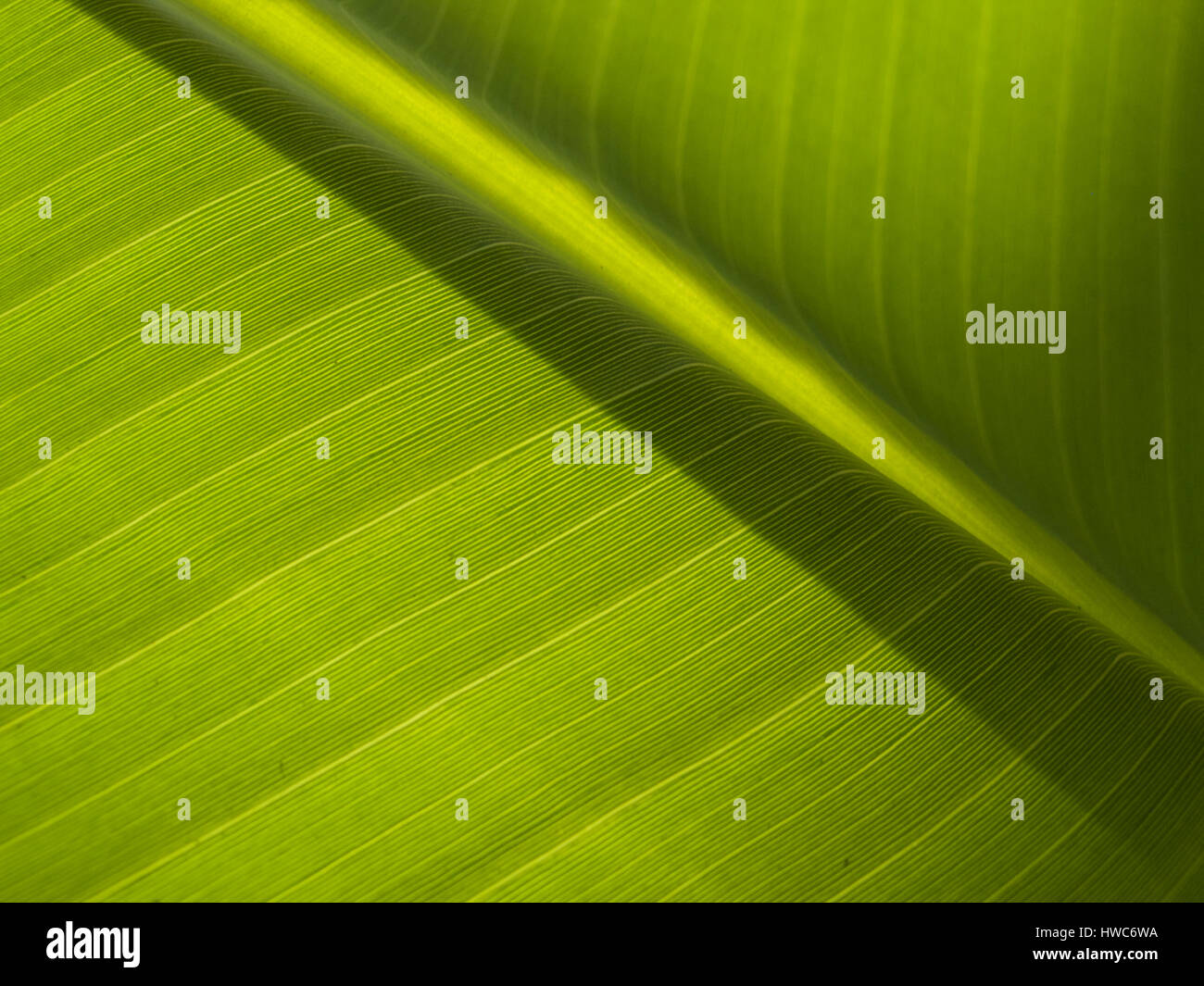 Parallel lines nature hi-res stock photography and images - Alamy