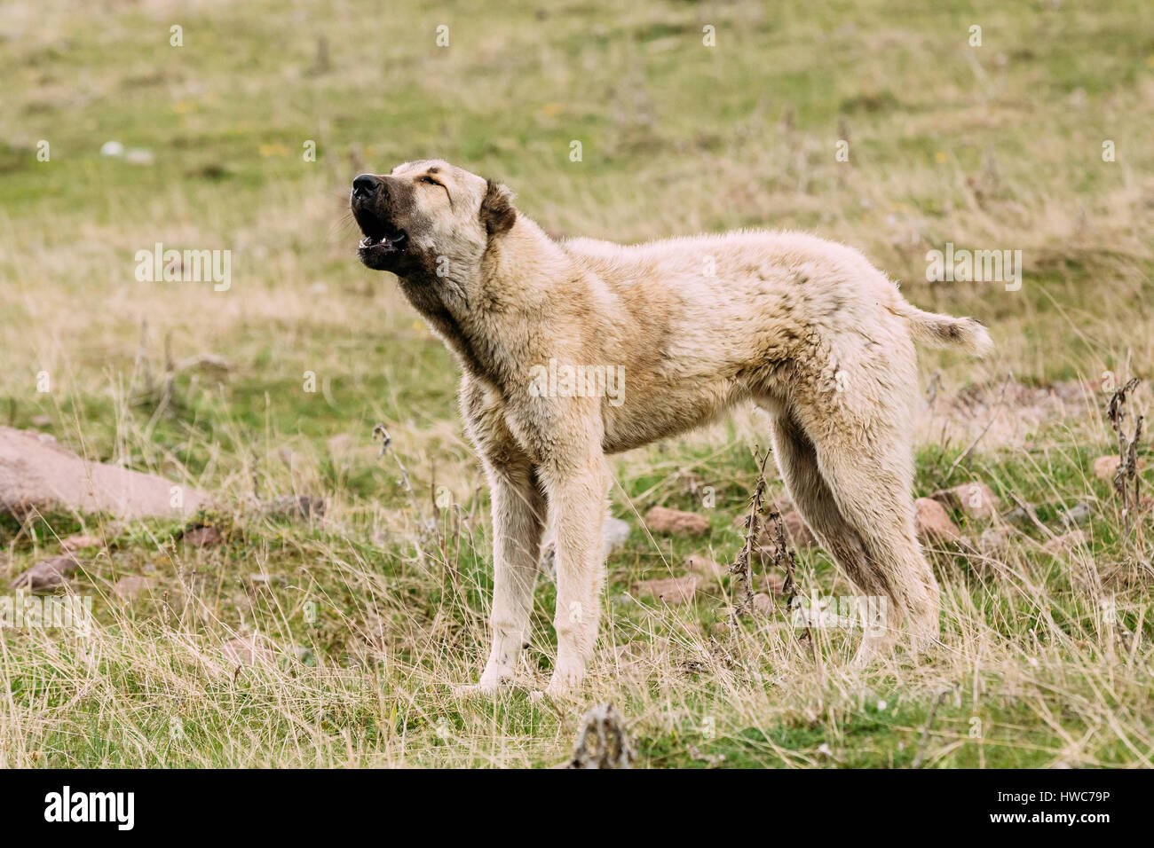 Barking central hi-res stock photography and images - Alamy
