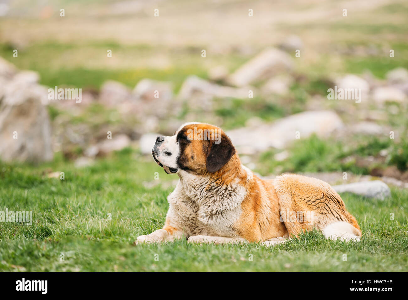 St. Bernard Or St Bernard Dog Sit Outdoor In Green Spring Meadow. The ...