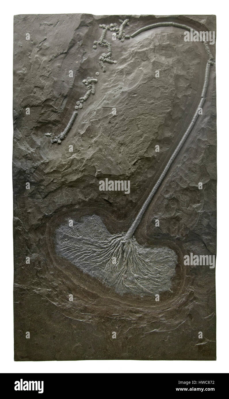 Sea lily fossil hi-res stock photography and images - Alamy
