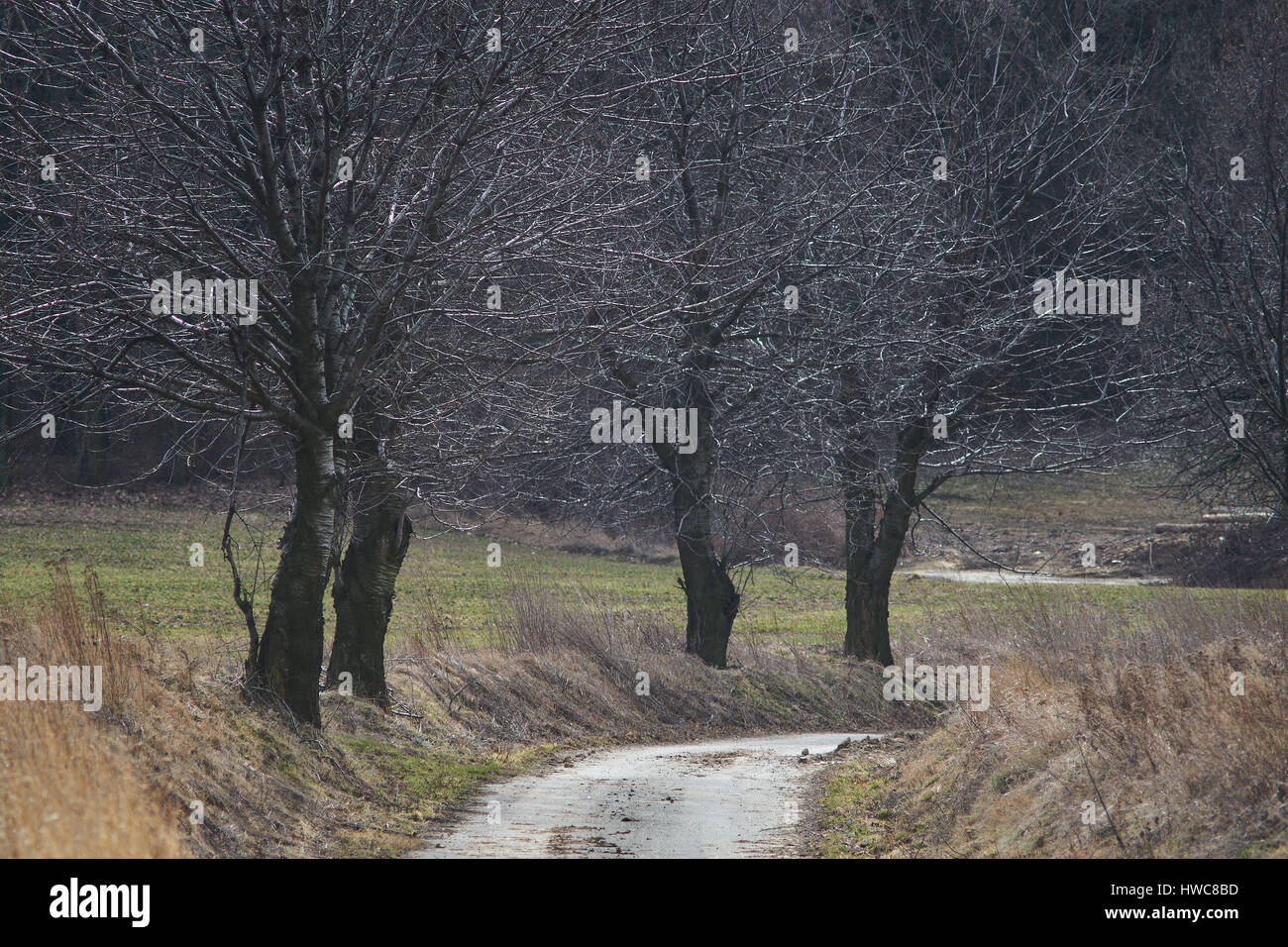 Old leafless cherry trees in the early spring Stock Photo - Alamy