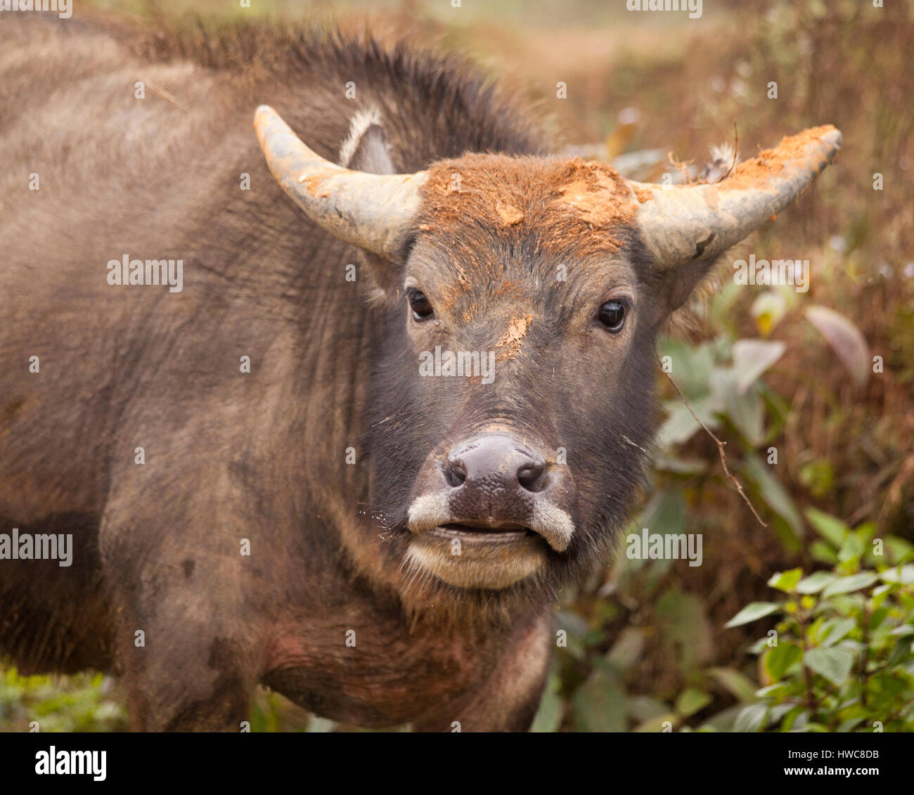 Domestic Asian water buffalo (Bubalus bubalis) portrait, Vietnam Stock ...