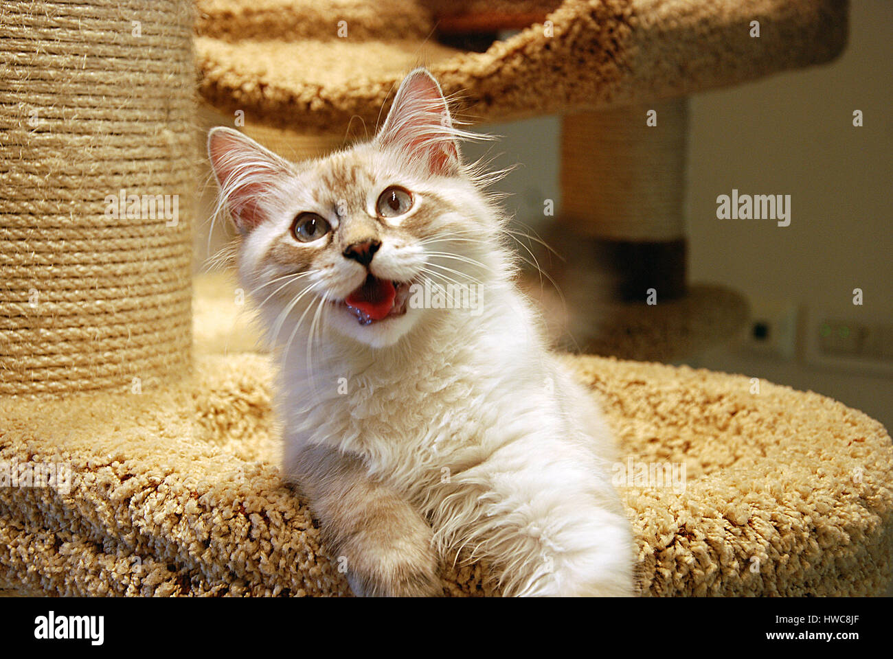 a Cats, lovely fluffy a pets. kitty Stock Photo - Alamy