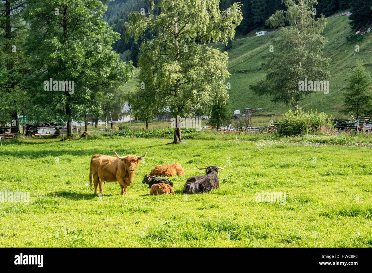 Highland cattle in a Swiss field. (scientific name: Bos Taurus Stock ...