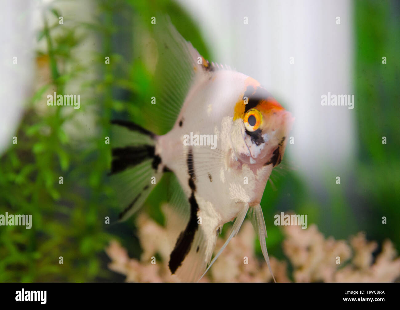 Fish tank aquarium rocks and plants hi-res stock photography and images - Alamy