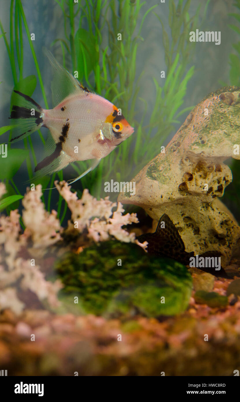 Fish in aquarium Stock Photo - Alamy