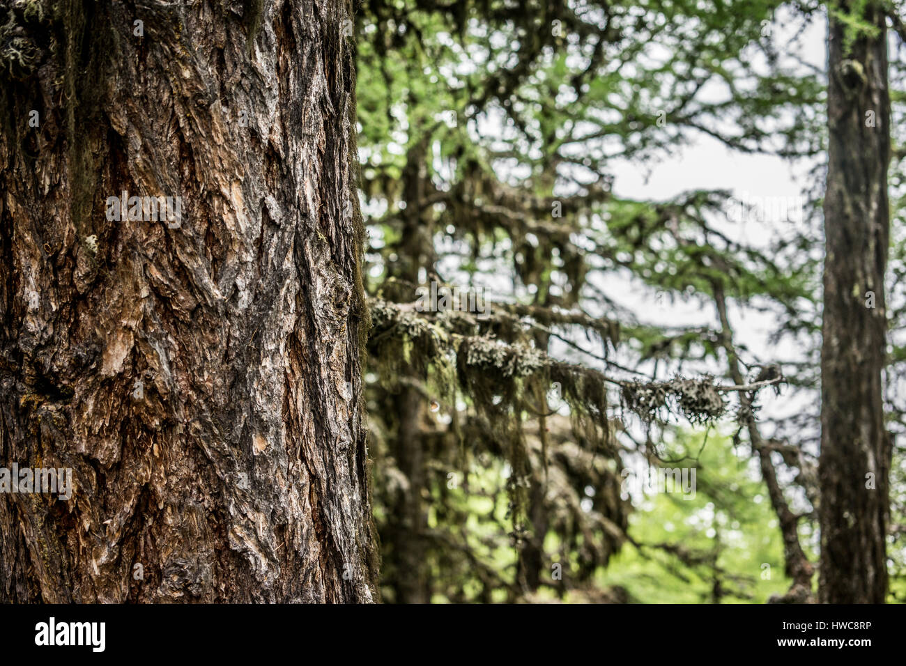 Swiss forest hi-res stock photography and images - Alamy