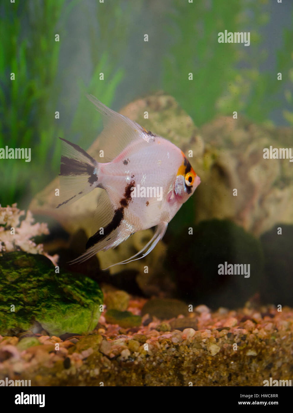 Fish in aquarium Stock Photo - Alamy