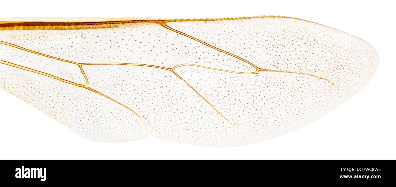 Honey bee Apis mellifica worker hindwing with hooks Stock Photo - Alamy