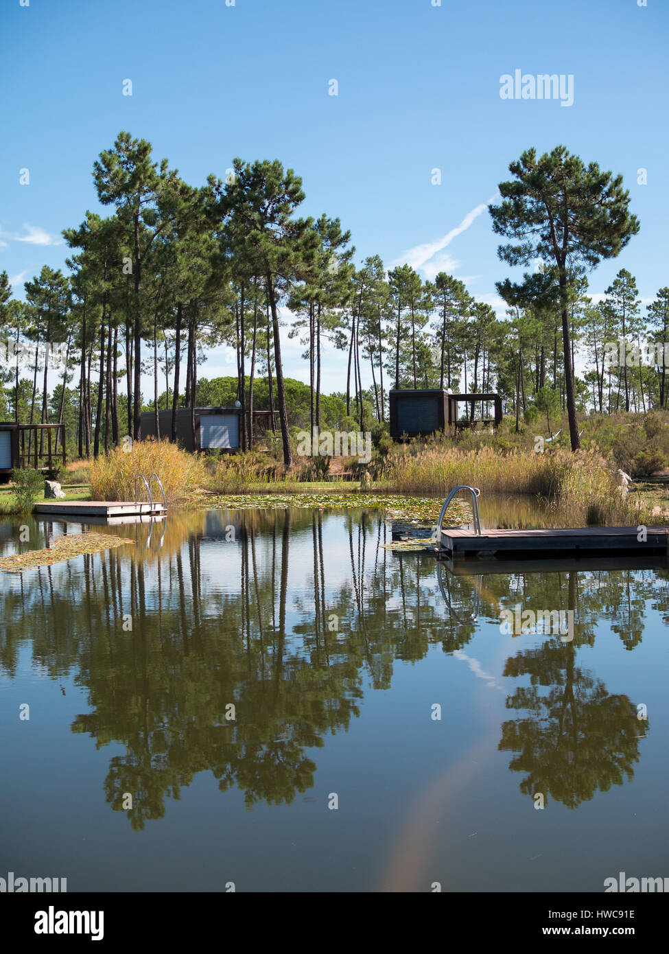 Eco pool set in the middle of pine trees forest Stock Photo - Alamy