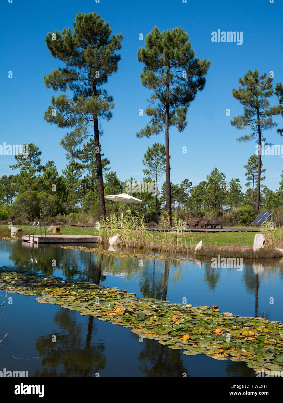 Eco pool set in the middle of pine trees forest Stock Photo - Alamy