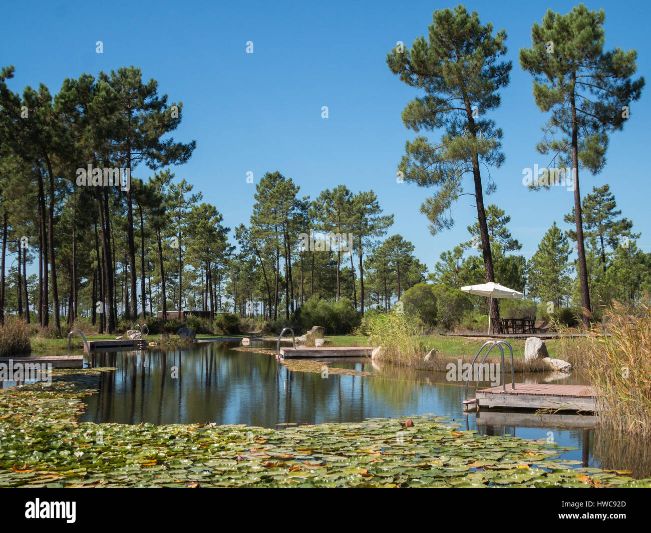 Eco pool set in the middle of pine trees forest Stock Photo - Alamy