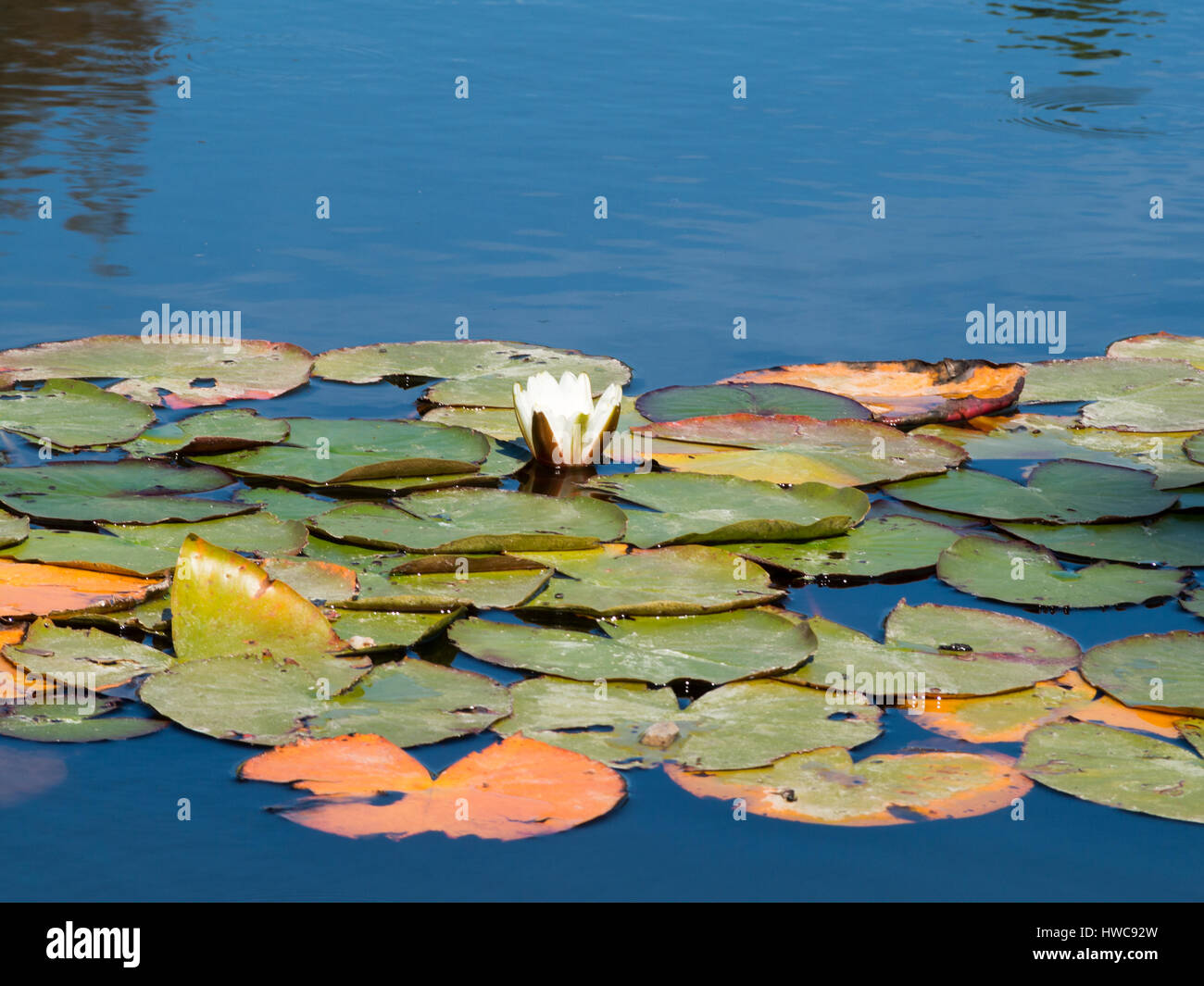 Water lily flower in a eco pool Stock Photo - Alamy