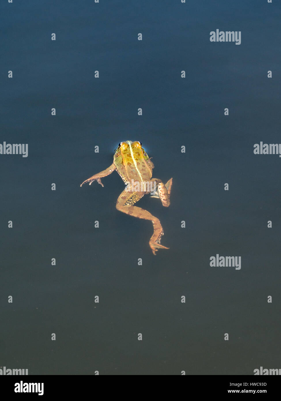 Frog swimming in the water Stock Photo - Alamy