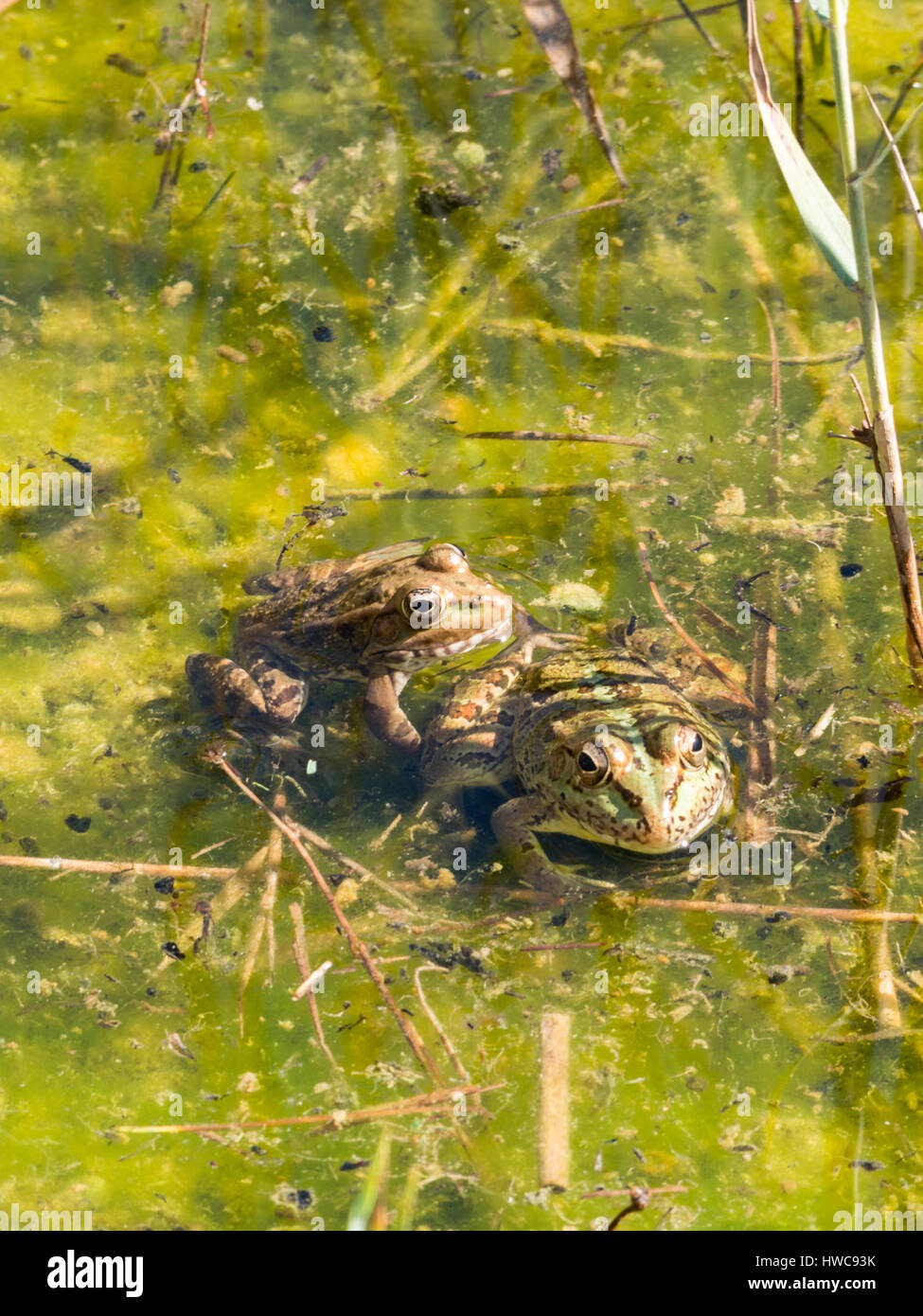 Frog pair inside an eco-pool Stock Photo - Alamy